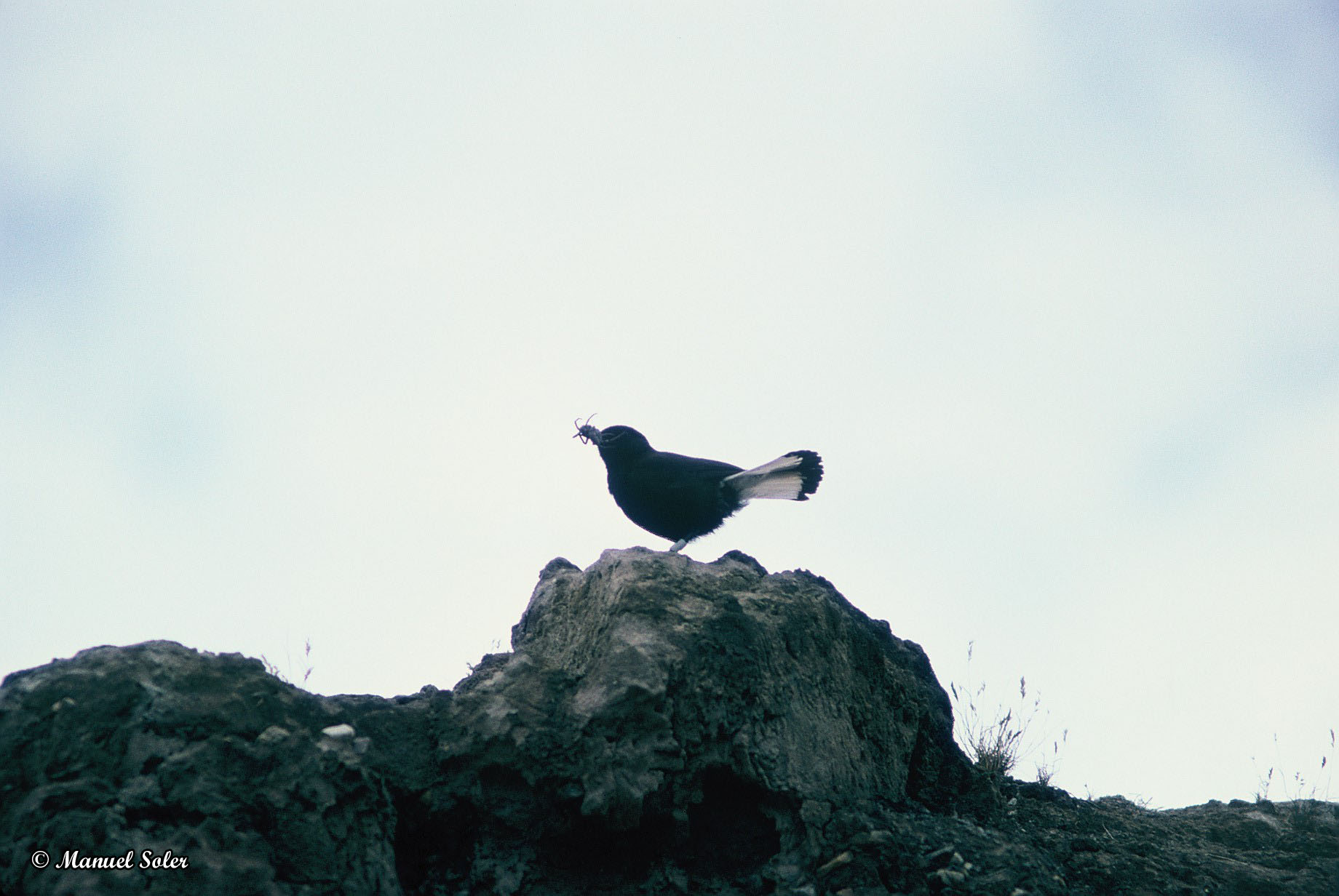 Galería de Imágenes – Comportamiento y ecología animal