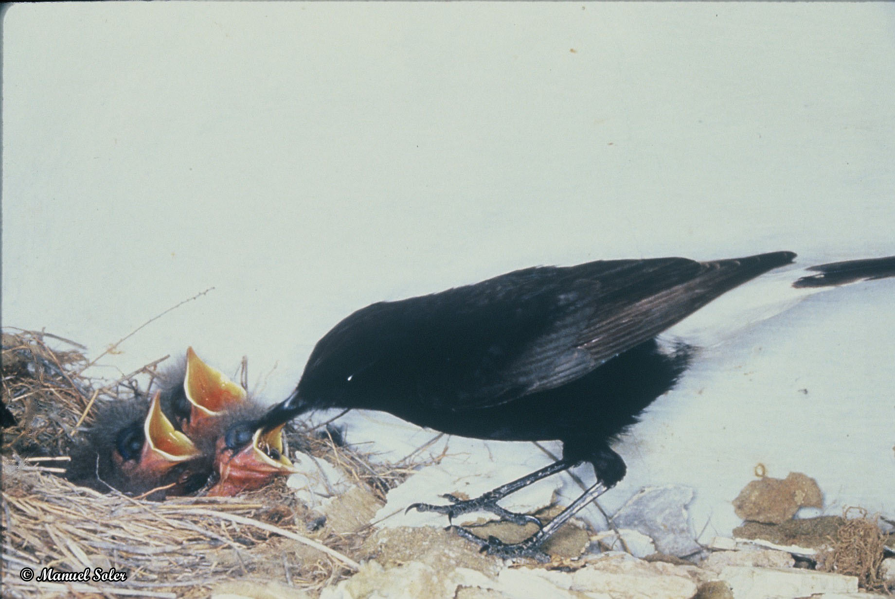 Galería de Imágenes – Comportamiento y ecología animal